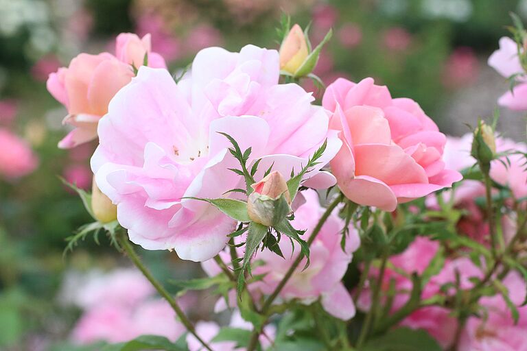 adr-rose.de | adr-rose.de