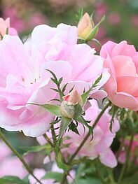 adr-rose.de | adr-rose.de