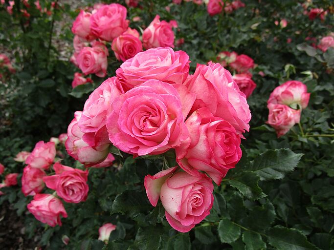 adr-rose.de: adr-rose.de