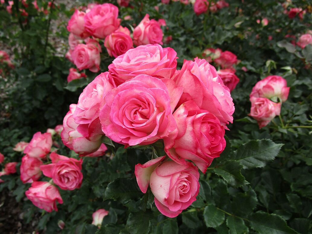 adr-rose.de: adr-rose.de