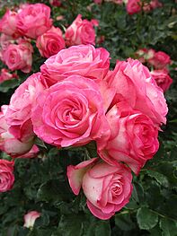 adr-rose.de: adr-rose.de