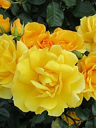 adr-rose.de | adr-rose.de