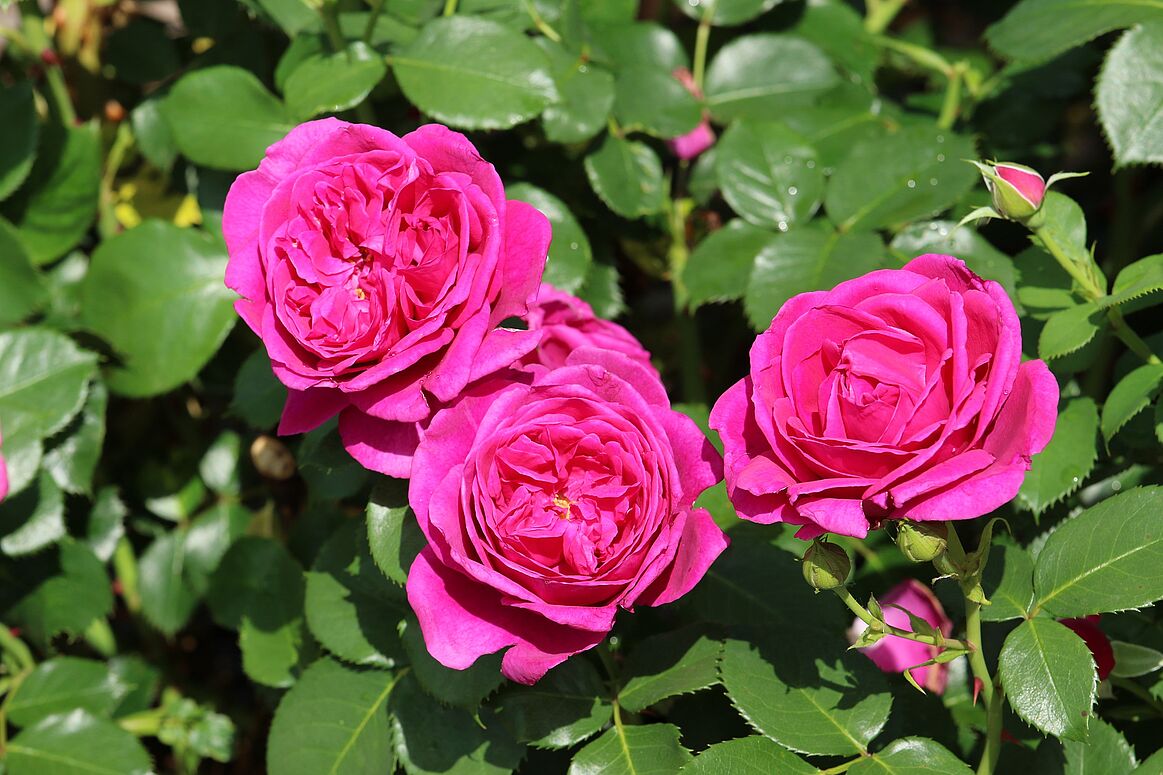 adr-rose.de: adr-rose.de