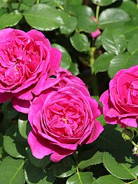 adr-rose.de: adr-rose.de