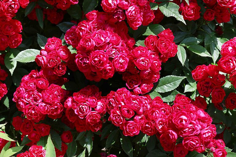 adr-rose.de | adr-rose.de