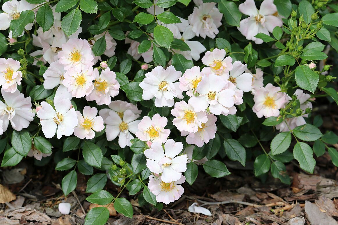 adr-rose.de: adr-rose.de