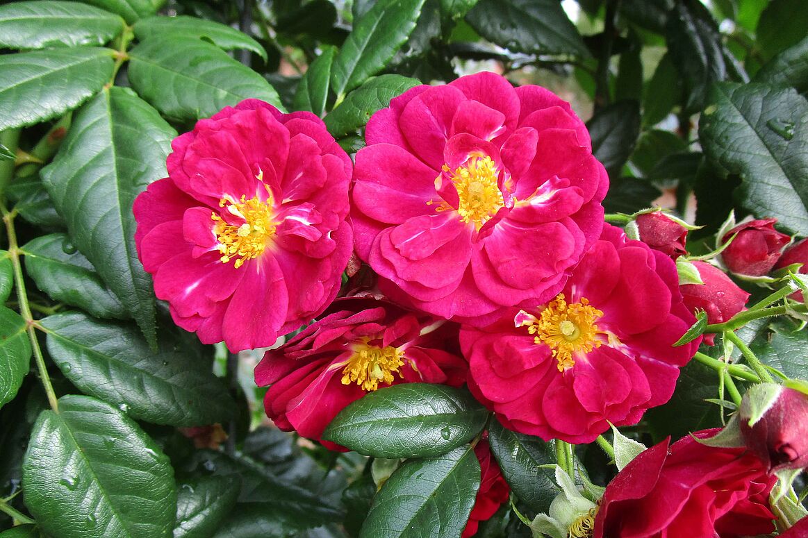 adr-rose.de | adr-rose.de