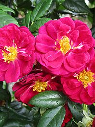 adr-rose.de | adr-rose.de