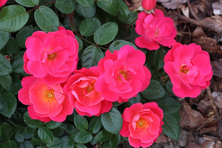 adr-rose.de | adr-rose.de