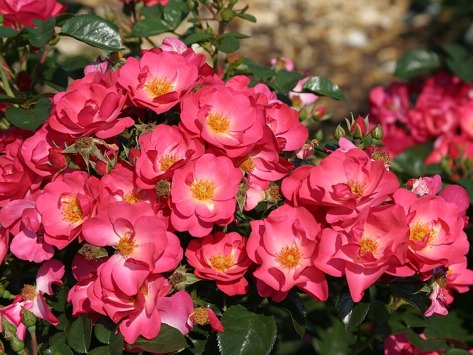 adr-rose.de: Rosen-ABC