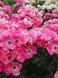 adr-rose.de: adr-rose.de