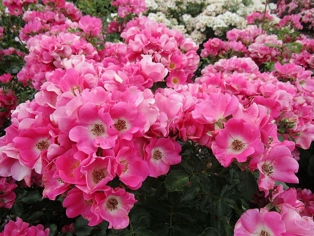 adr-rose.de: adr-rose.de