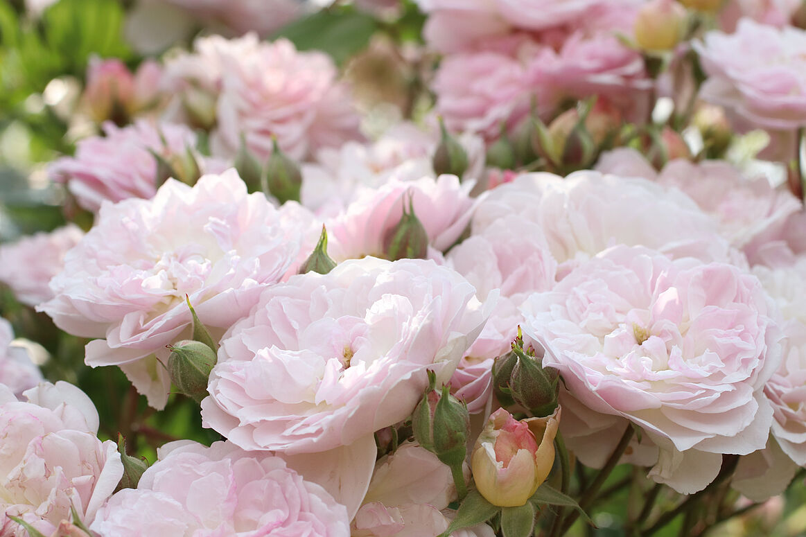 adr-rose.de | adr-rose.de