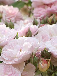 adr-rose.de | adr-rose.de