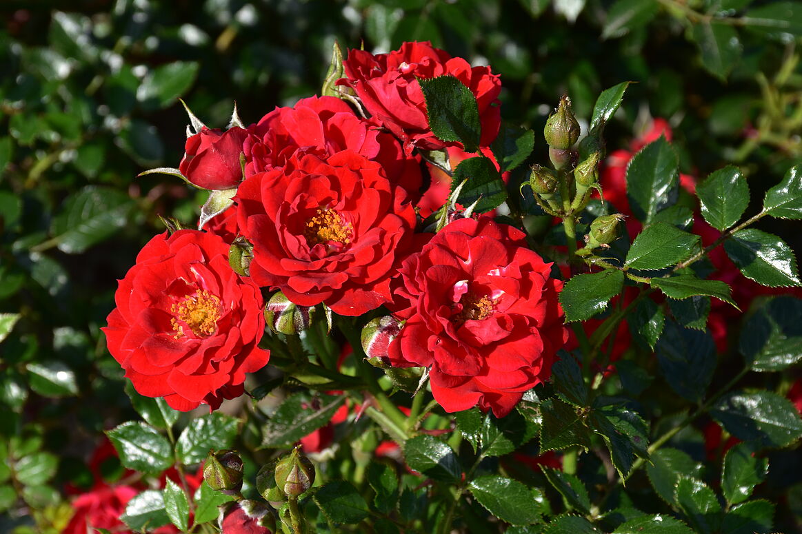 adr-rose.de: adr-rose.de