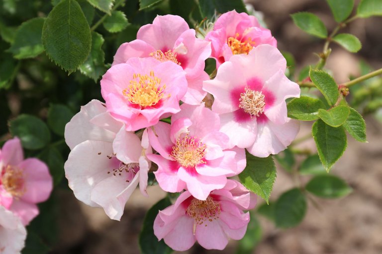 adr-rose.de | adr-rose.de