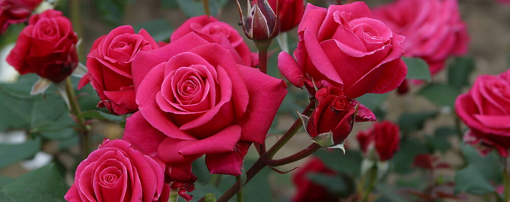 adr-rose.de | adr-rose.de