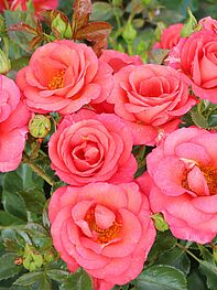 adr-rose.de | adr-rose.de