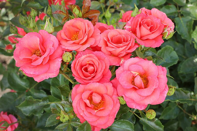 adr-rose.de | adr-rose.de