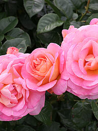 adr-rose.de: adr-rose.de