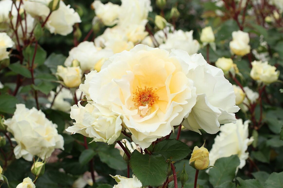 adr-rose.de | adr-rose.de