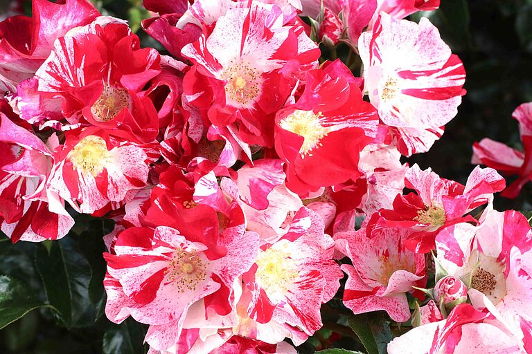 adr-rose.de | adr-rose.de