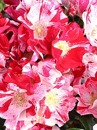 adr-rose.de | adr-rose.de