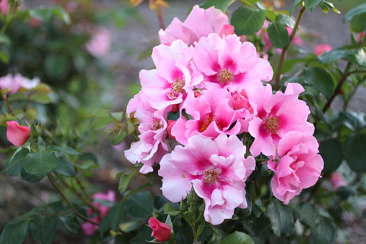 adr-rose.de: adr-rose.de