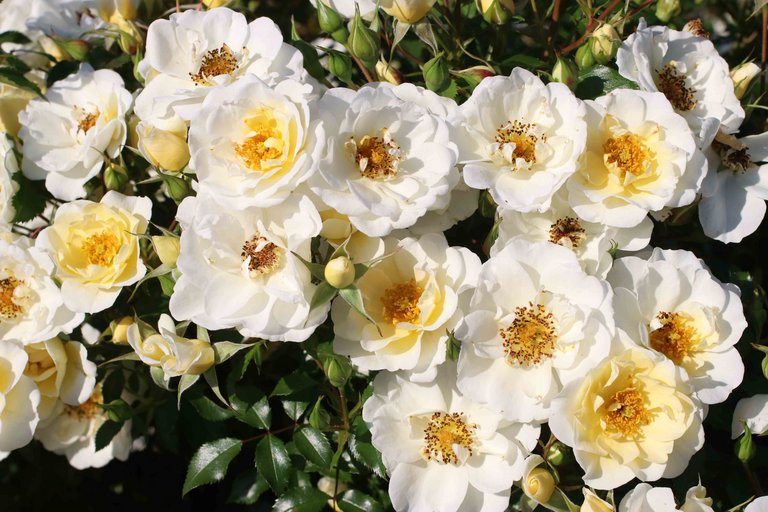 adr-rose.de | adr-rose.de