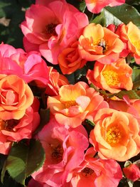 adr-rose.de | adr-rose.de