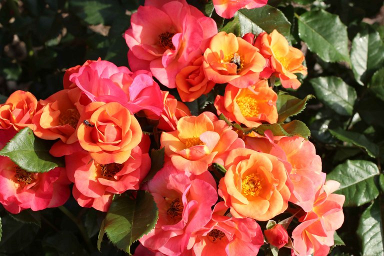 adr-rose.de | adr-rose.de