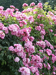 adr-rose.de: adr-rose.de