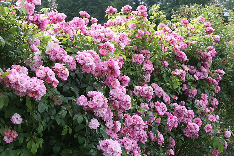 adr-rose.de: adr-rose.de