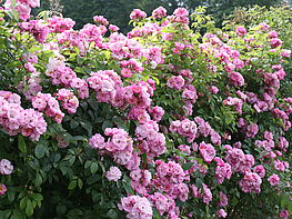 adr-rose.de: adr-rose.de