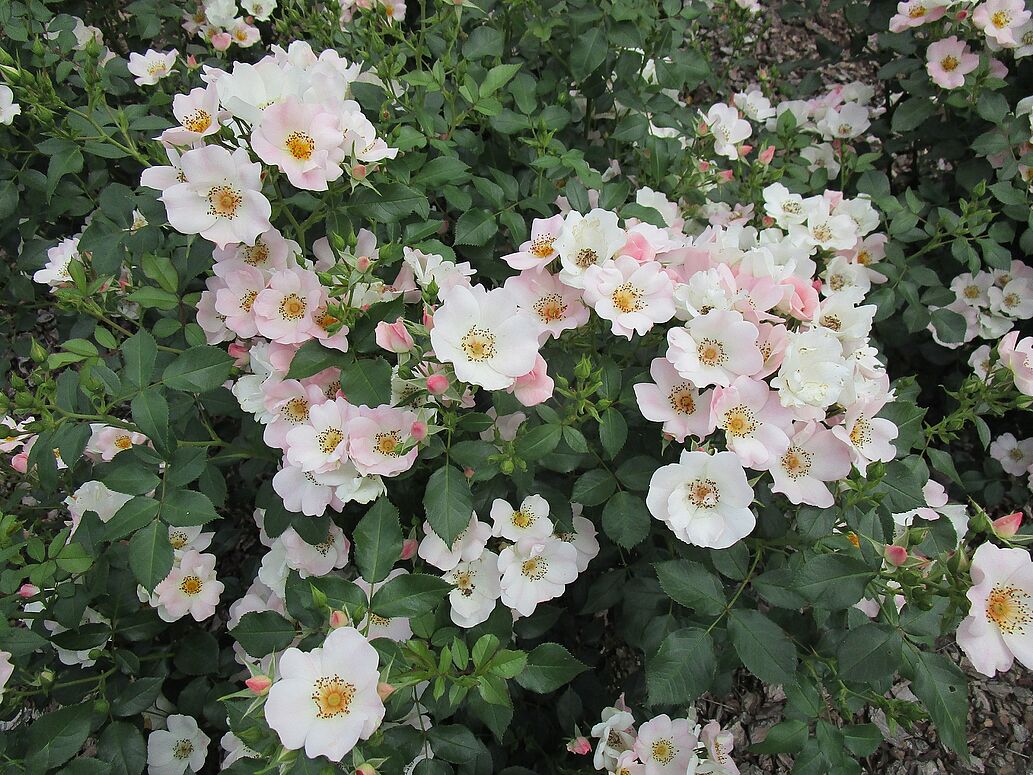 adr-rose.de: adr-rose.de