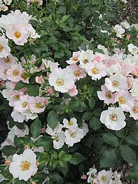 adr-rose.de: adr-rose.de