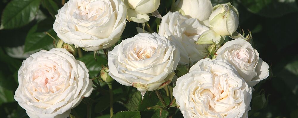 adr-rose.de | adr-rose.de