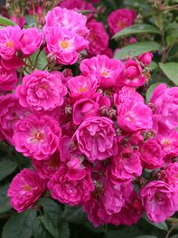 adr-rose.de | adr-rose.de