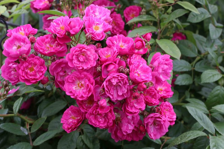 adr-rose.de | adr-rose.de