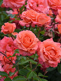 adr-rose.de: adr-rose.de