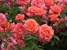 adr-rose.de: adr-rose.de