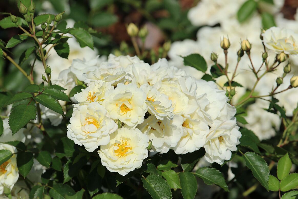 adr-rose.de | adr-rose.de