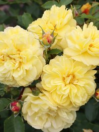 adr-rose.de | adr-rose.de