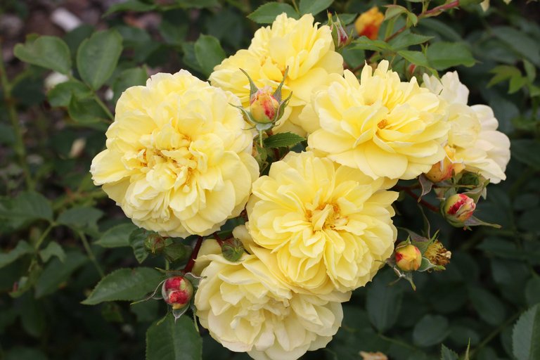 adr-rose.de | adr-rose.de