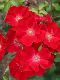 adr-rose.de | adr-rose.de