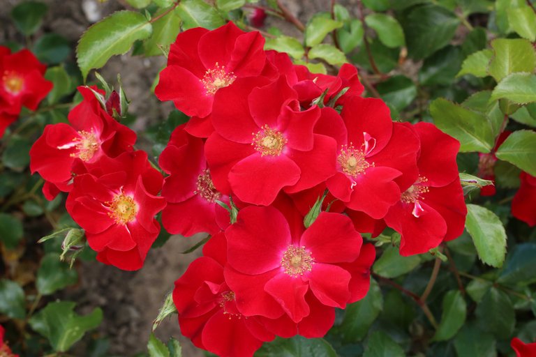 adr-rose.de | adr-rose.de