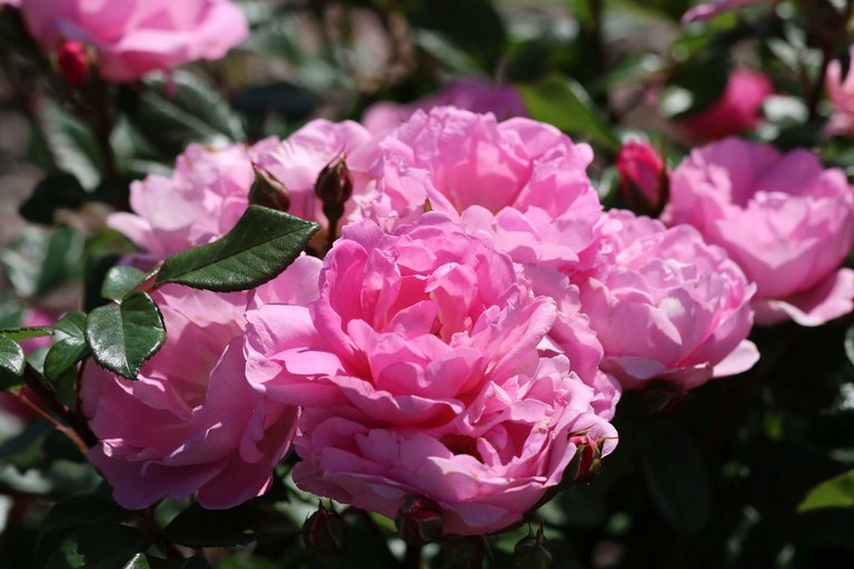 adr-rose.de | adr-rose.de