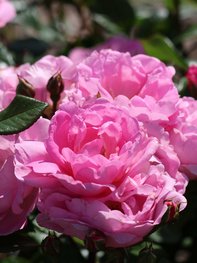 adr-rose.de | adr-rose.de